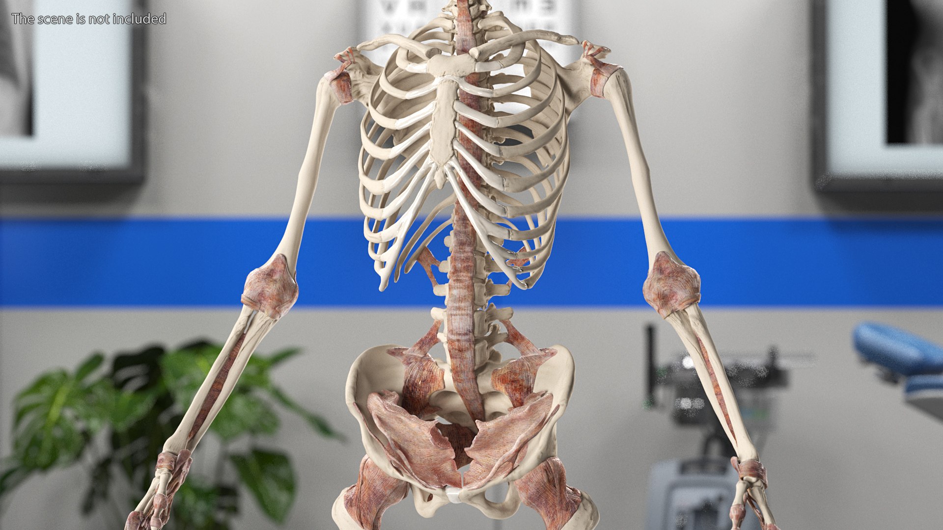 3D Skeleton with Tissue model - TurboSquid 1853457