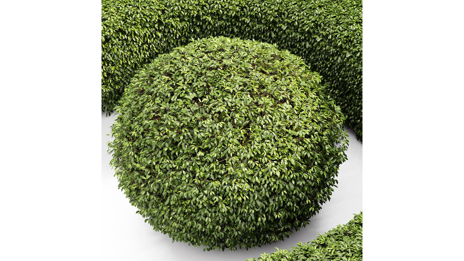 3 Different TreeDwarf Yaupon Holly Spherical Box Hedge Tree 3D Model ...