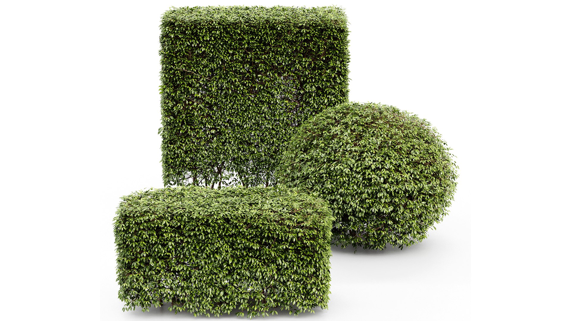 3 Different TreeDwarf Yaupon Holly Spherical Box Hedge Tree 3D Model ...