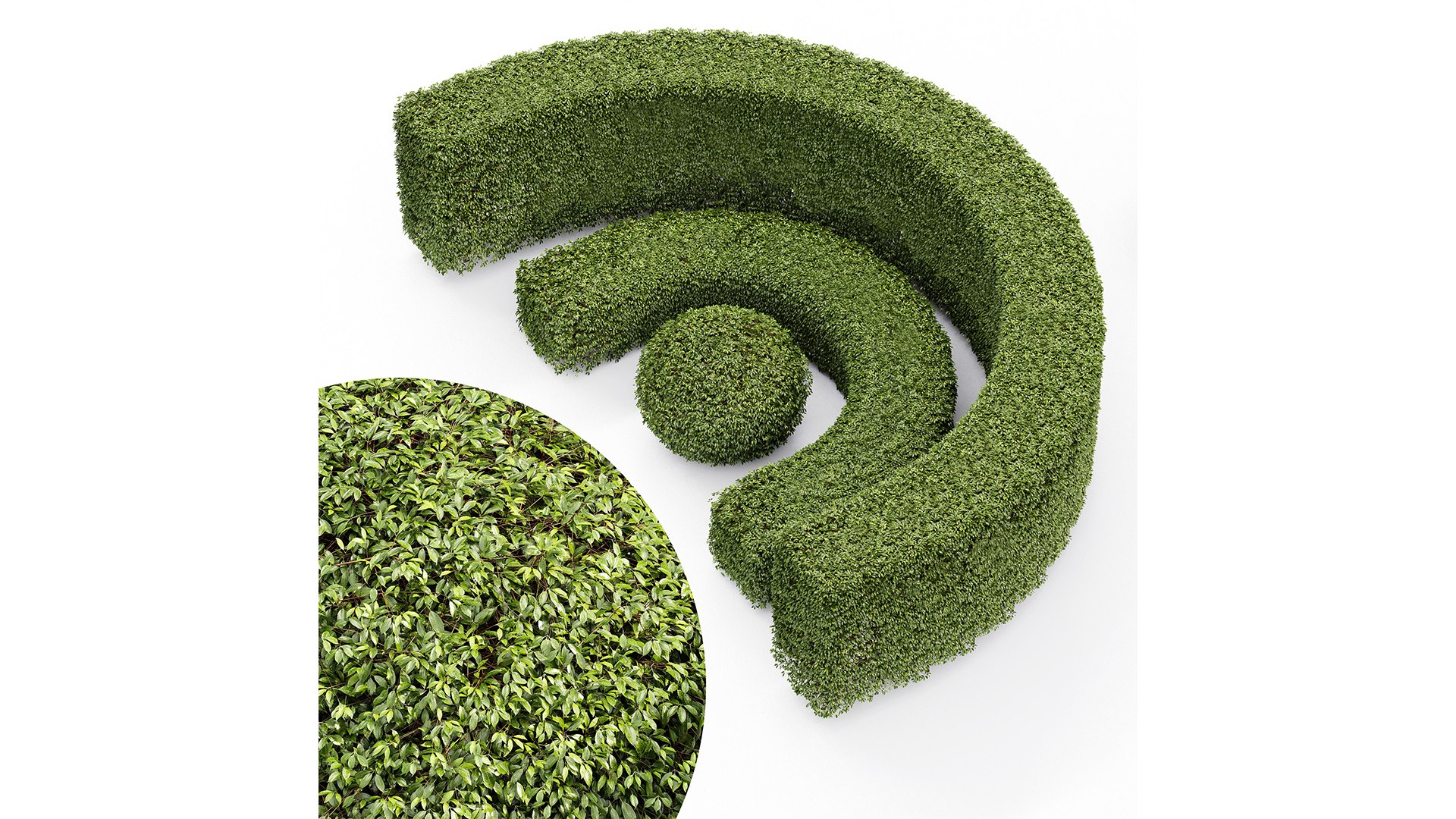 3 Different TreeDwarf Yaupon Holly Spherical Box Hedge Tree 3D Model ...