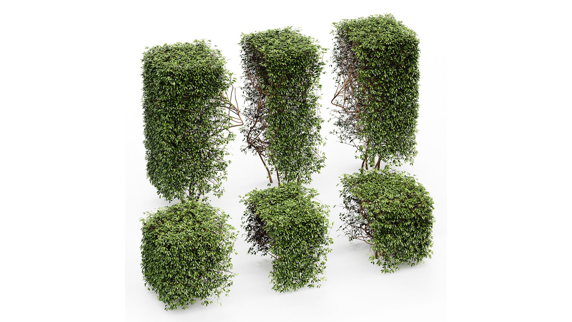 3 Different TreeDwarf Yaupon Holly Spherical Box Hedge Tree 3D Model ...