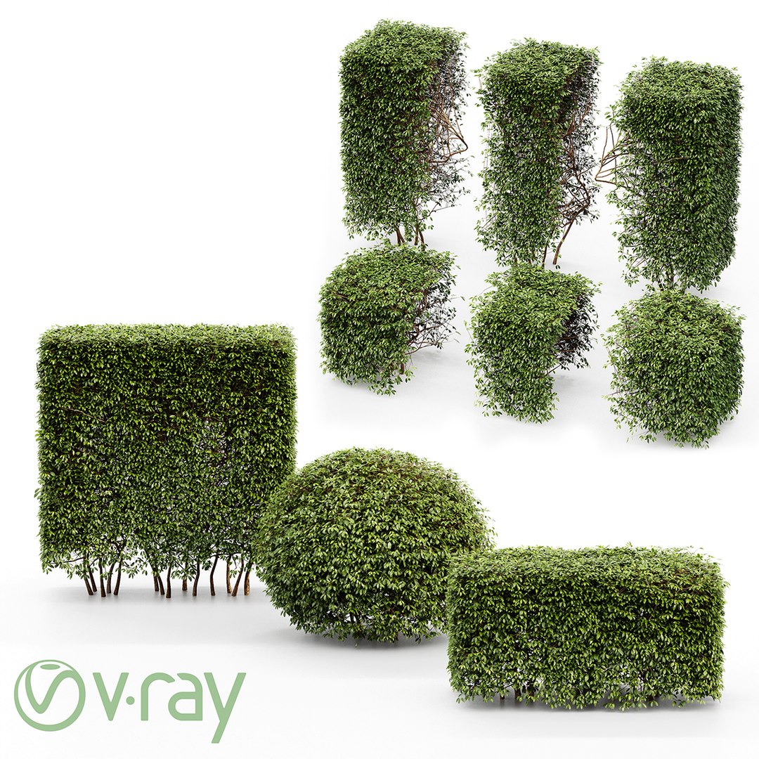 3 Different TreeDwarf Yaupon Holly Spherical Box Hedge Tree 3D Model ...