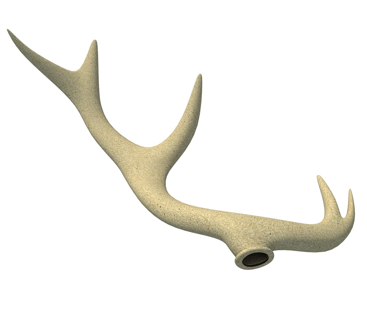 3D Deer Antler Model - TurboSquid 1177720