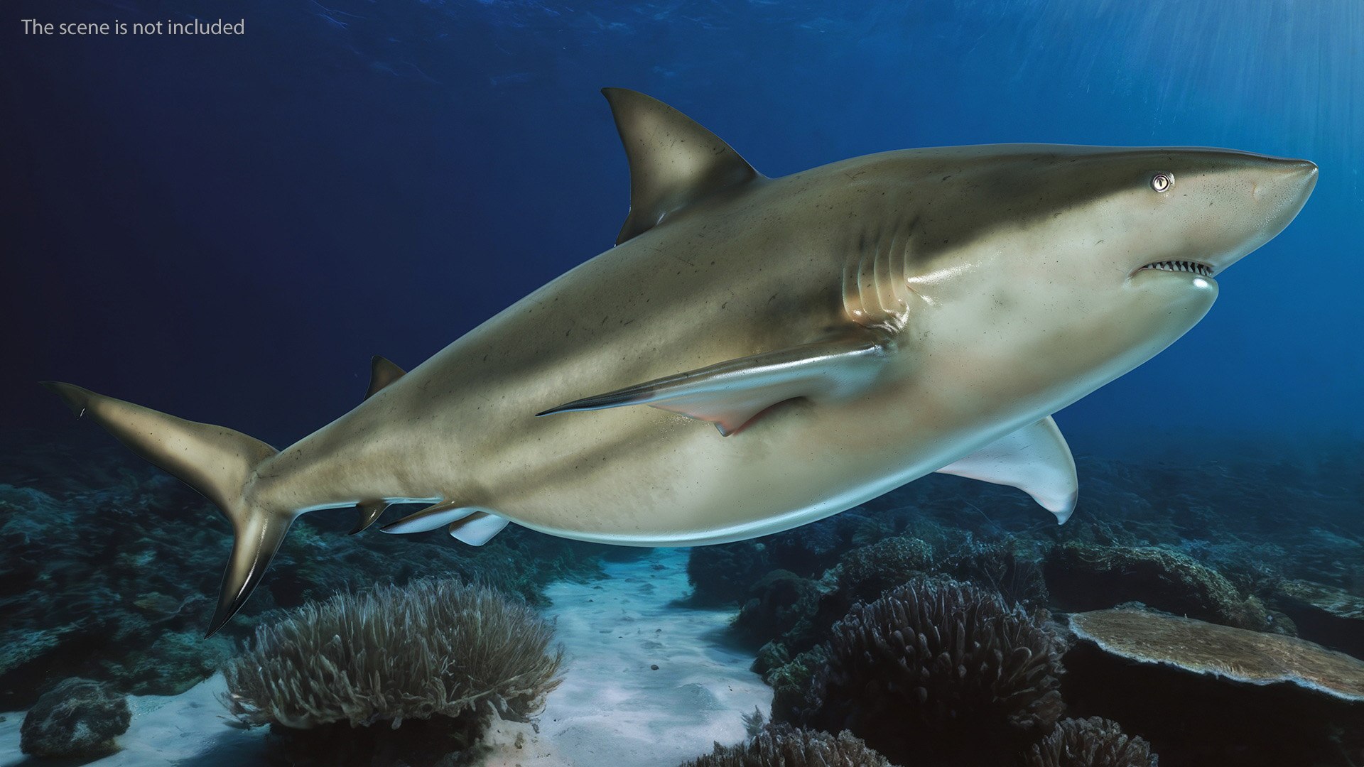 Pigeye Shark Or Java Shark Rigged For Cinema 4D Model - TurboSquid 2351945