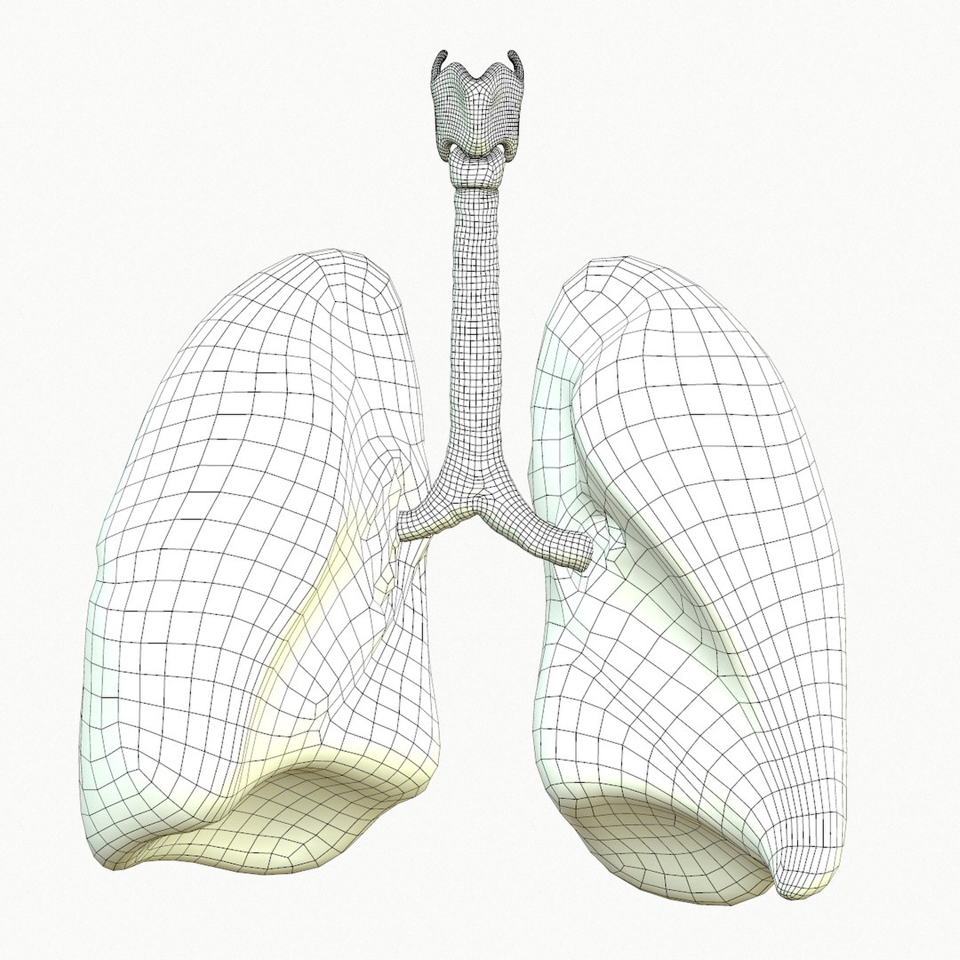 Human Lungs 3D Model - TurboSquid 1434078