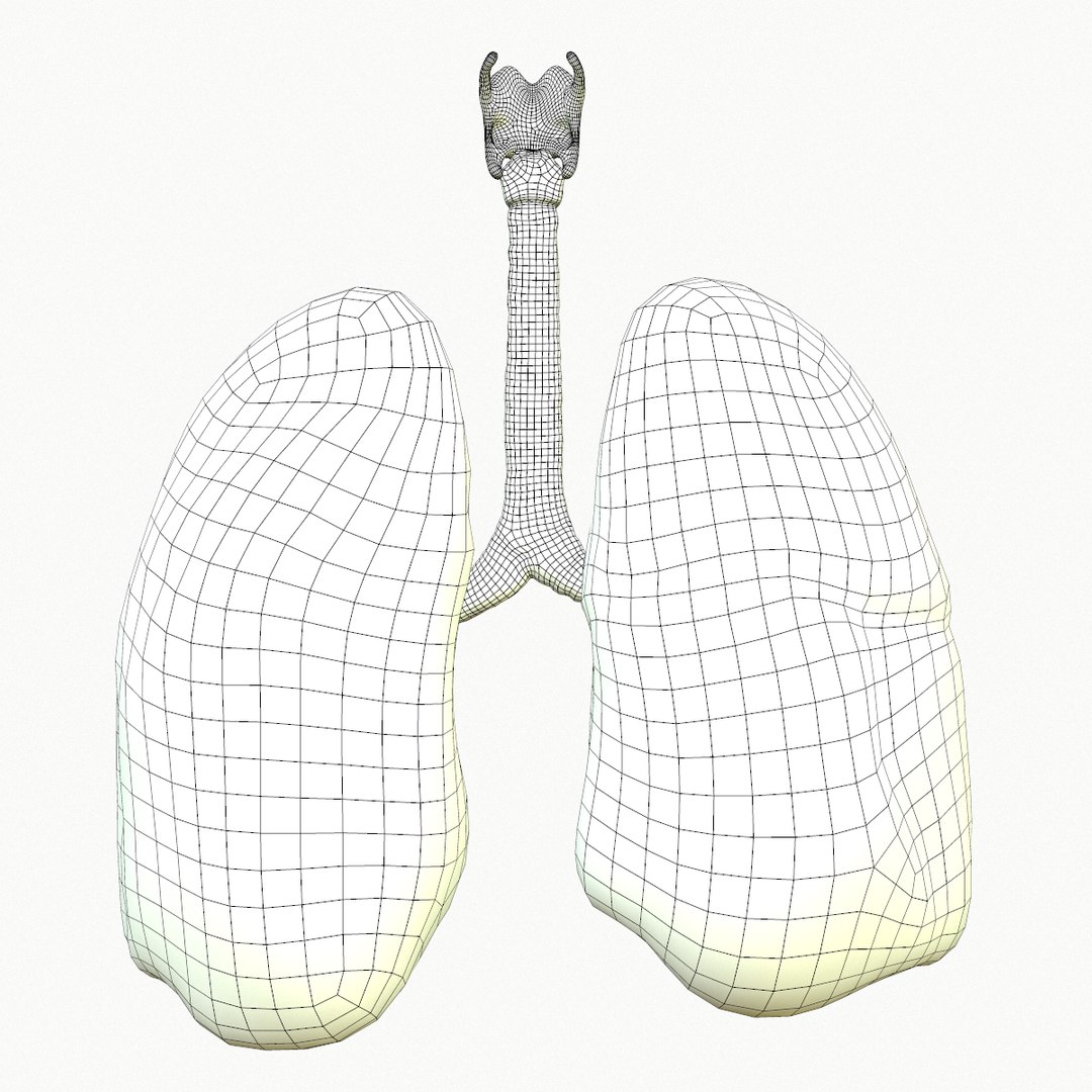 Human Lungs 3D Model - TurboSquid 1434078