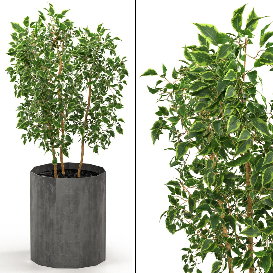 3D ficus bush plant - TurboSquid 1610201