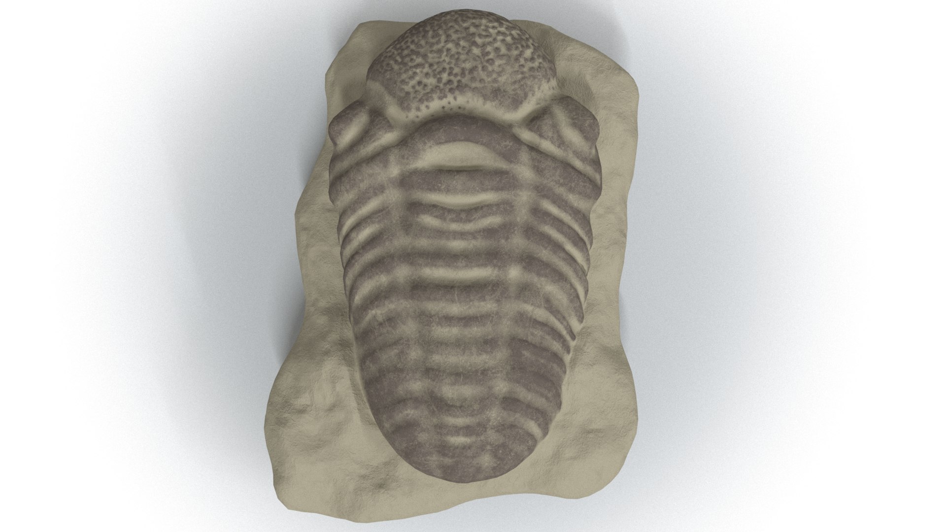 Trilobite Fossil Animal 3D Model - TurboSquid 1531908