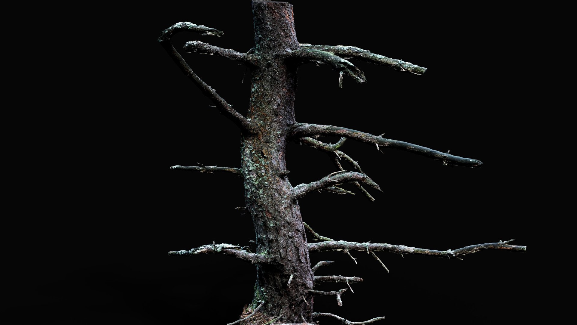 3D Model Tree Trunk Pine Branches Old Truck Photogrammetry - TurboSquid ...