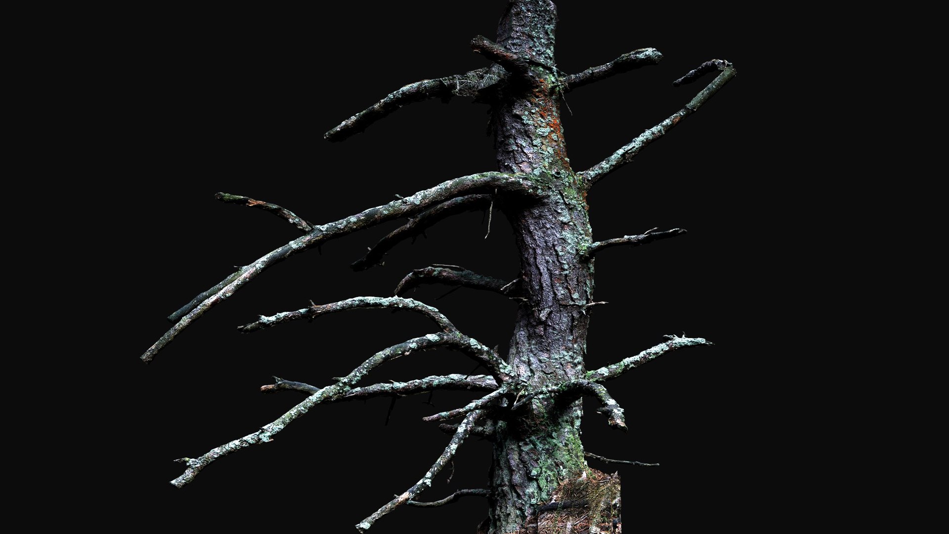 3D Model Tree Trunk Pine Branches Old Truck Photogrammetry - TurboSquid ...