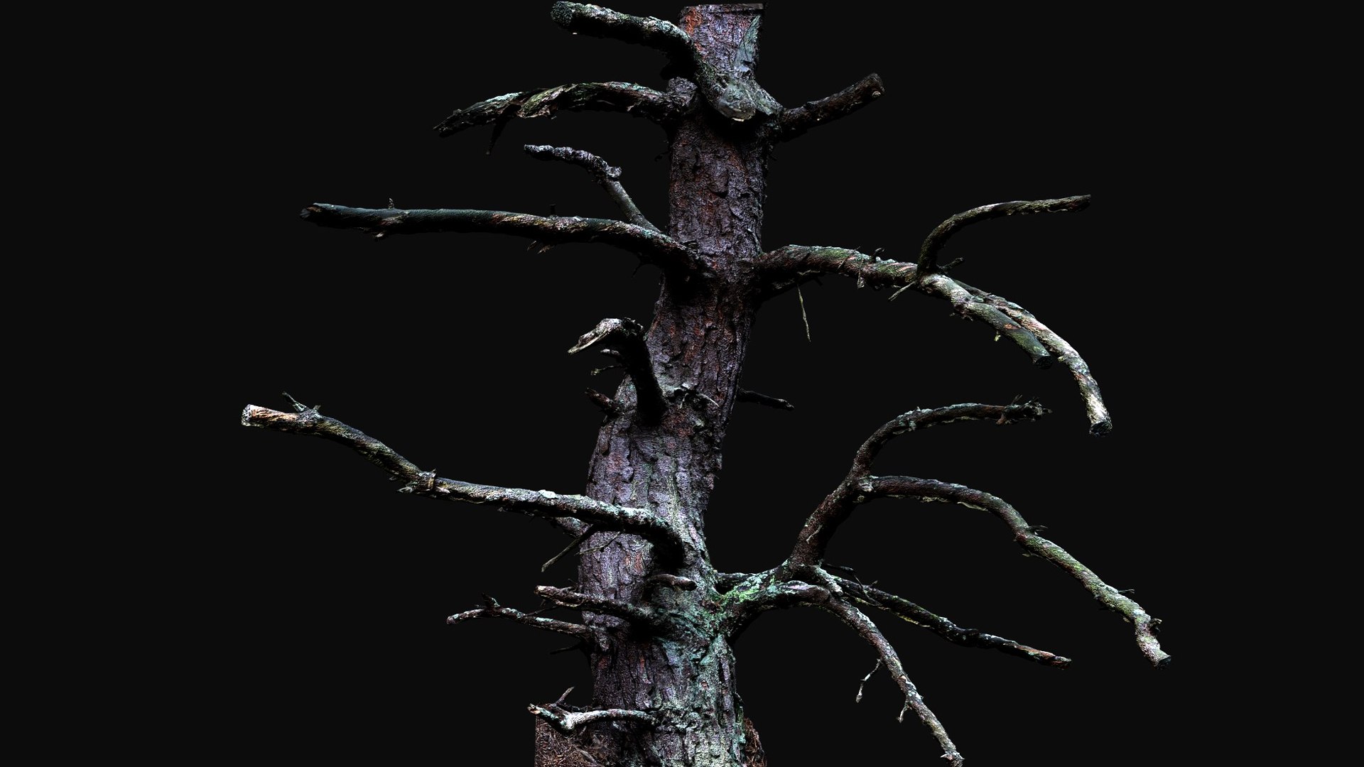 3D Model Tree Trunk Pine Branches Old Truck Photogrammetry - TurboSquid ...