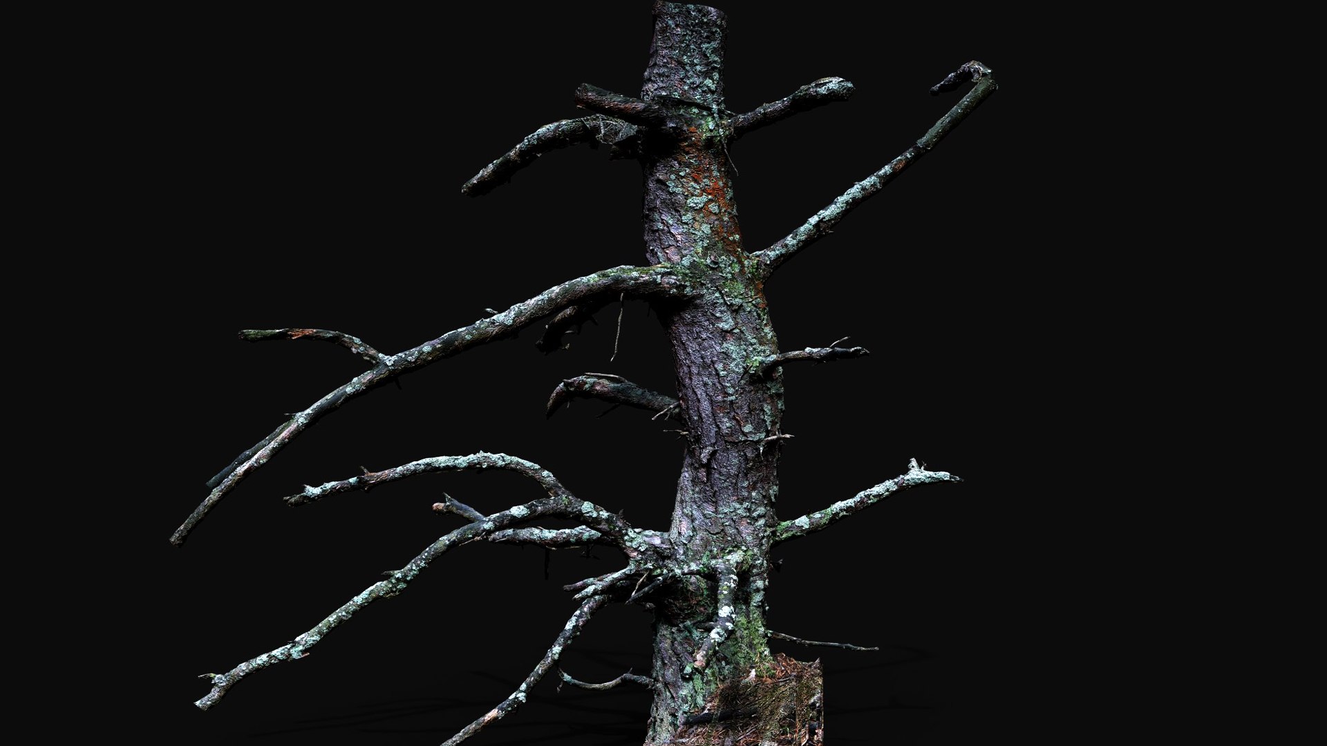 3D Model Tree Trunk Pine Branches Old Truck Photogrammetry - TurboSquid ...
