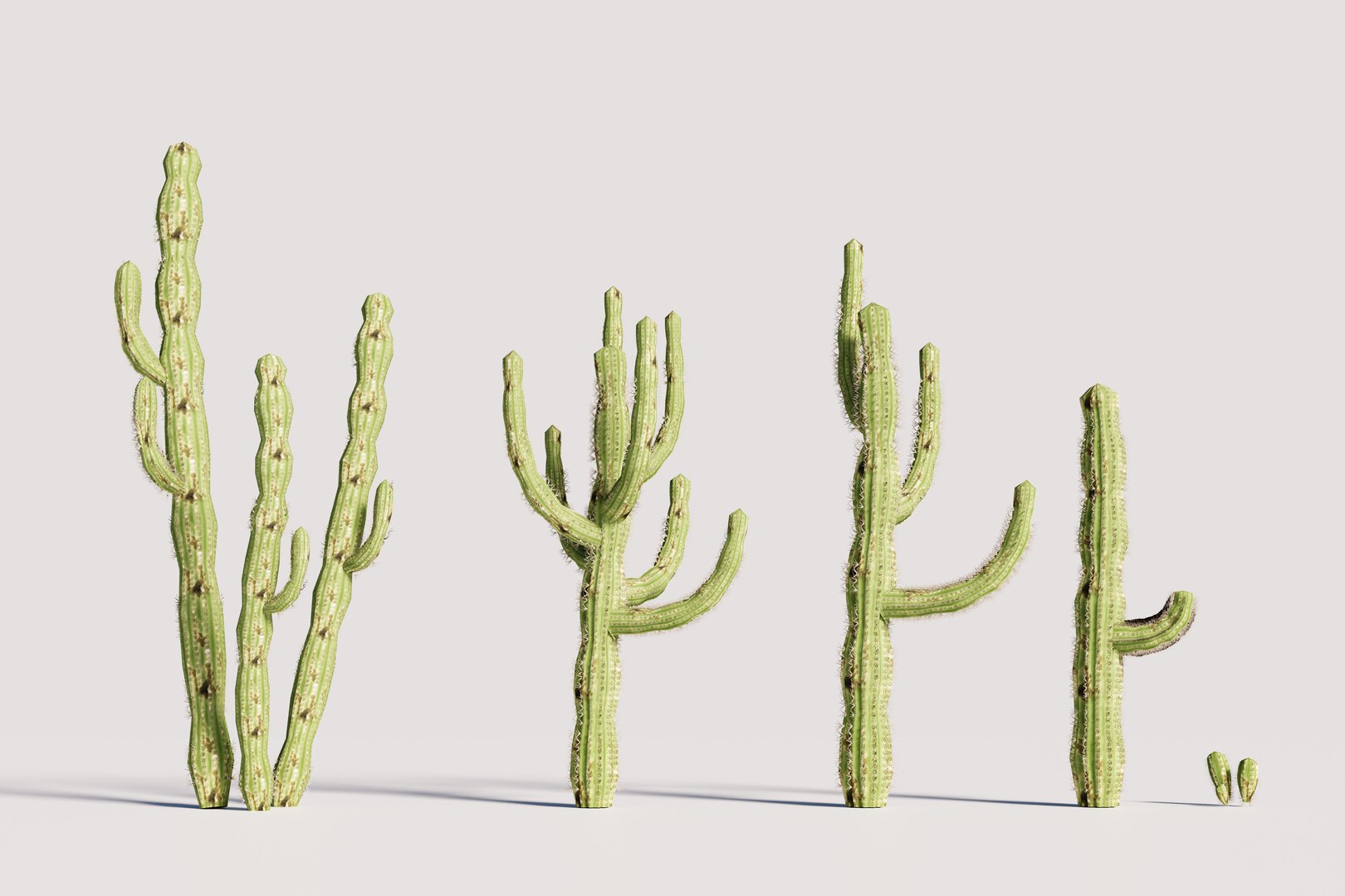 5 Cactus Low-poly 3D Model 3D Model - TurboSquid 2251858