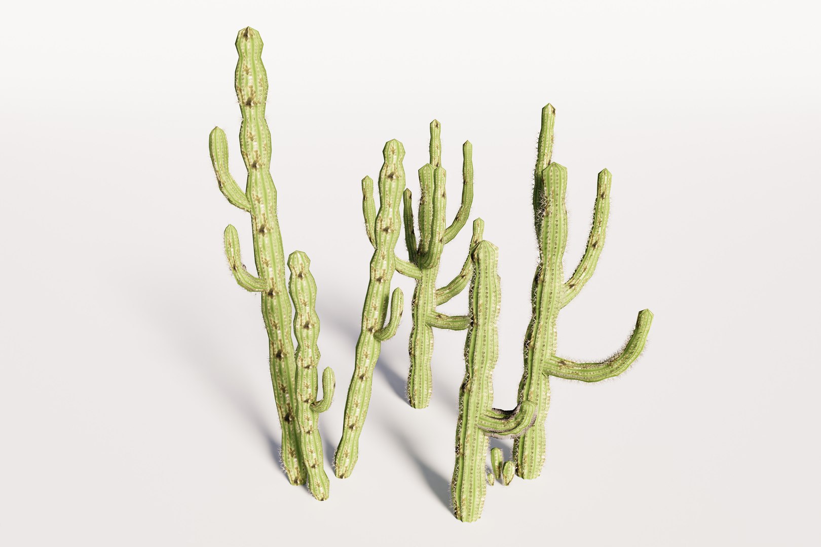5 Cactus Low-poly 3D Model 3D Model - TurboSquid 2251858