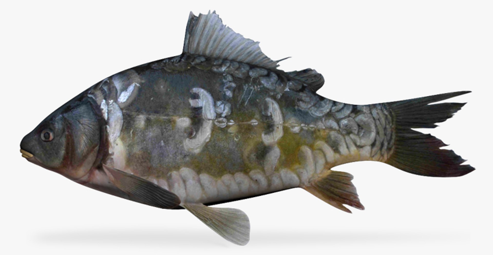 mirror carp 3d fbx