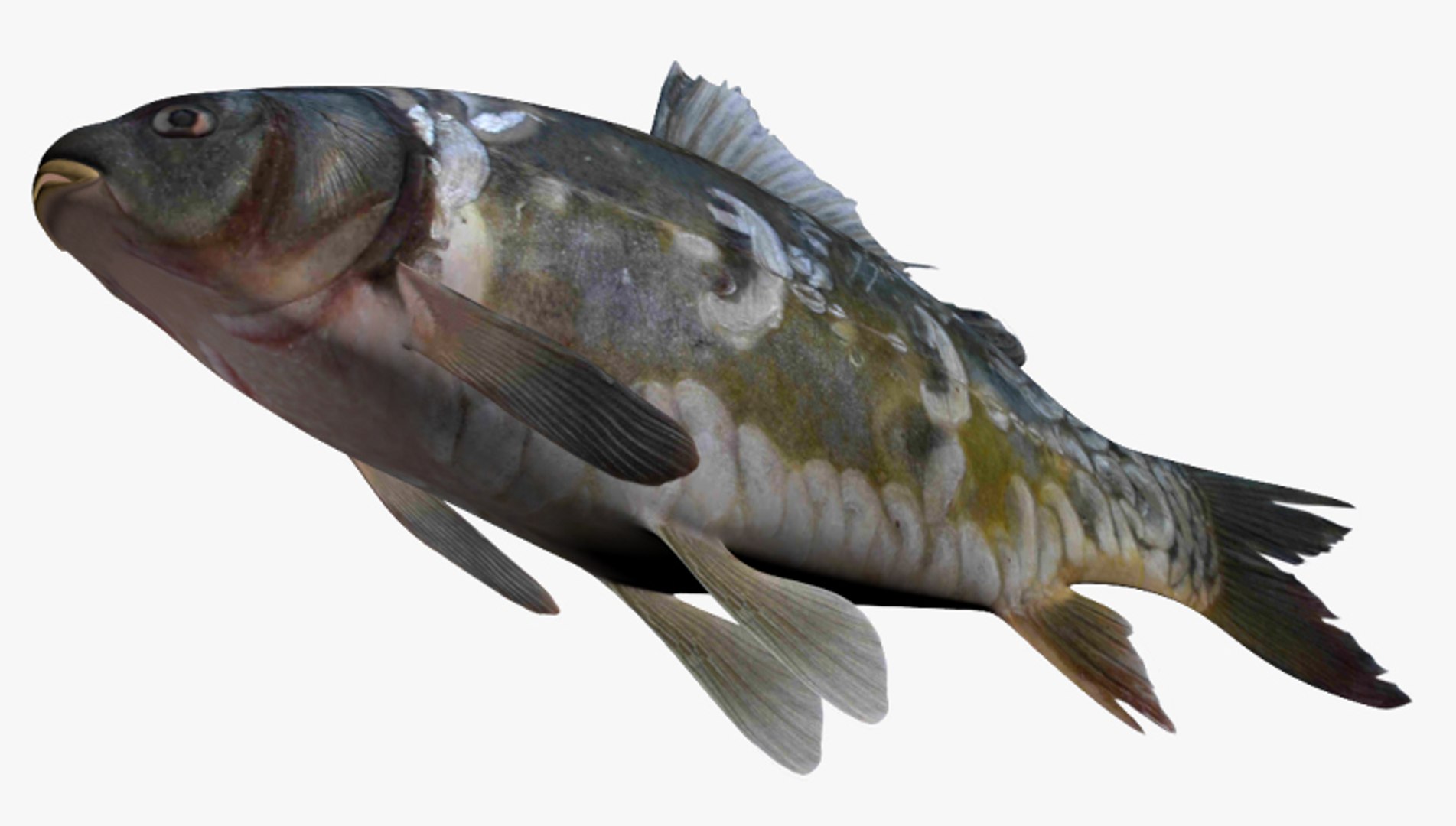 mirror carp 3d fbx
