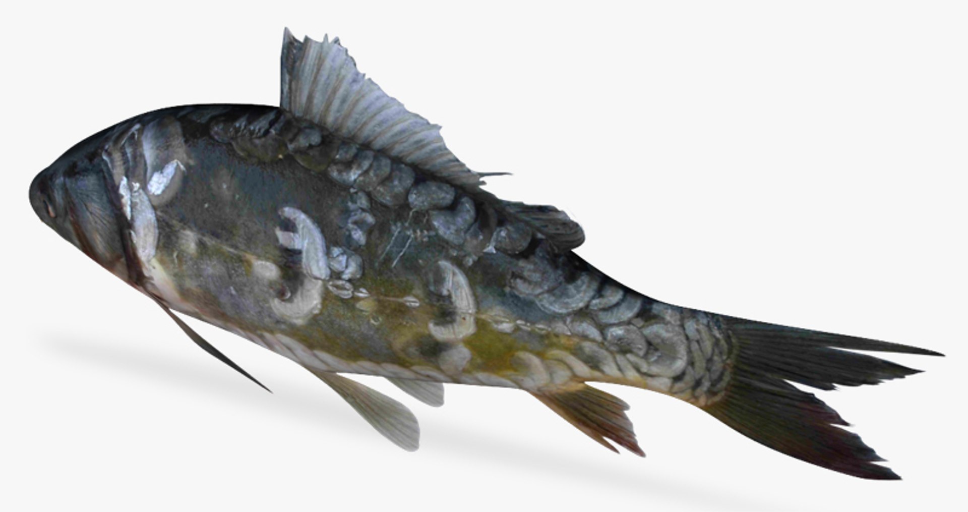 mirror carp 3d fbx