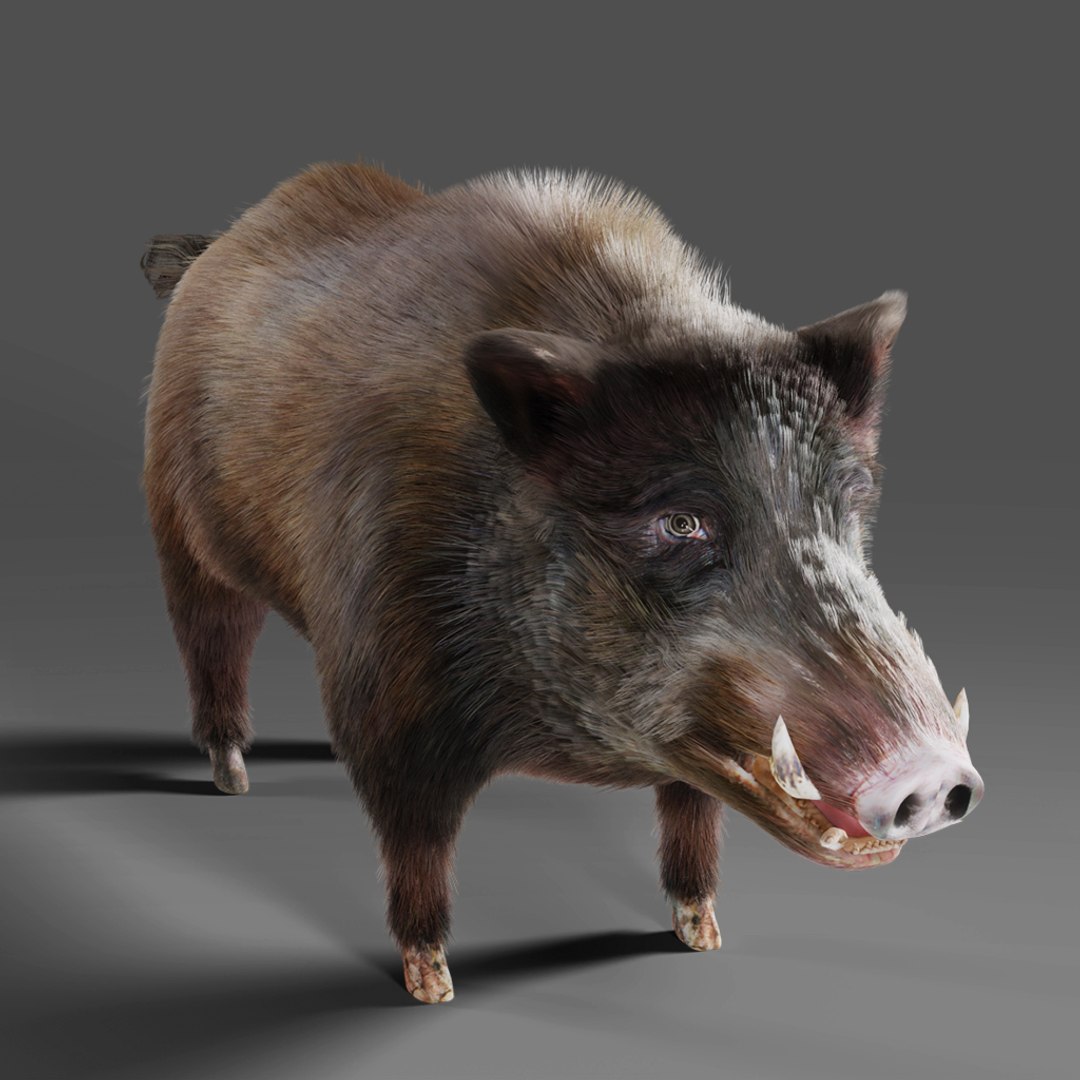 Fur Wild Boar V06 NO Rigged In Blender Model - TurboSquid 1992081