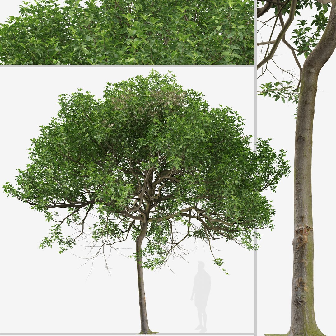 3D Set Of Pittosporum Undulatum Or Australian Cheesewood Tree ...