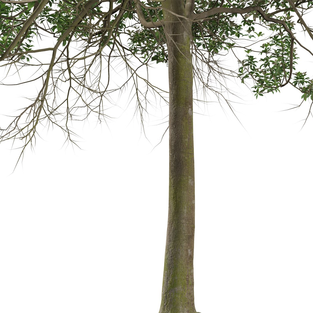 3D Set Of Pittosporum Undulatum Or Australian Cheesewood Tree ...