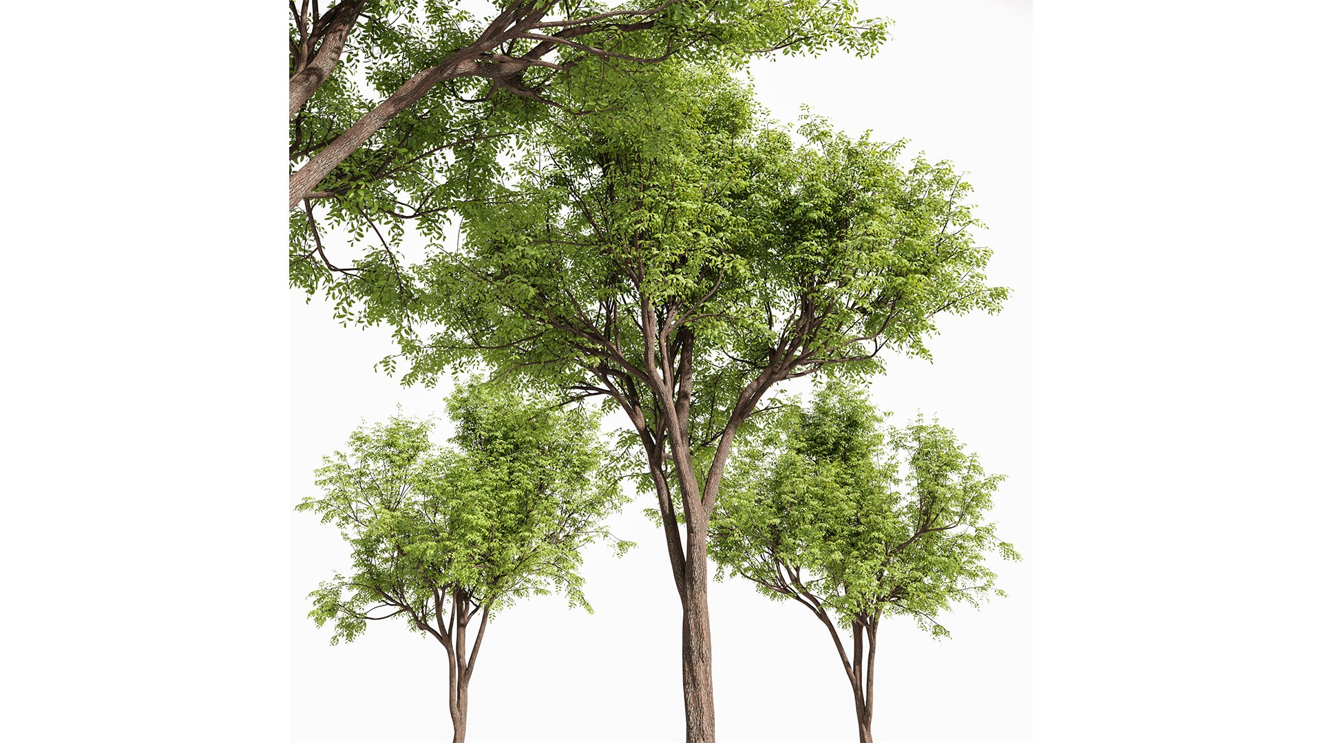 Real Tree Quercus Serrata Model - TurboSquid 2266356
