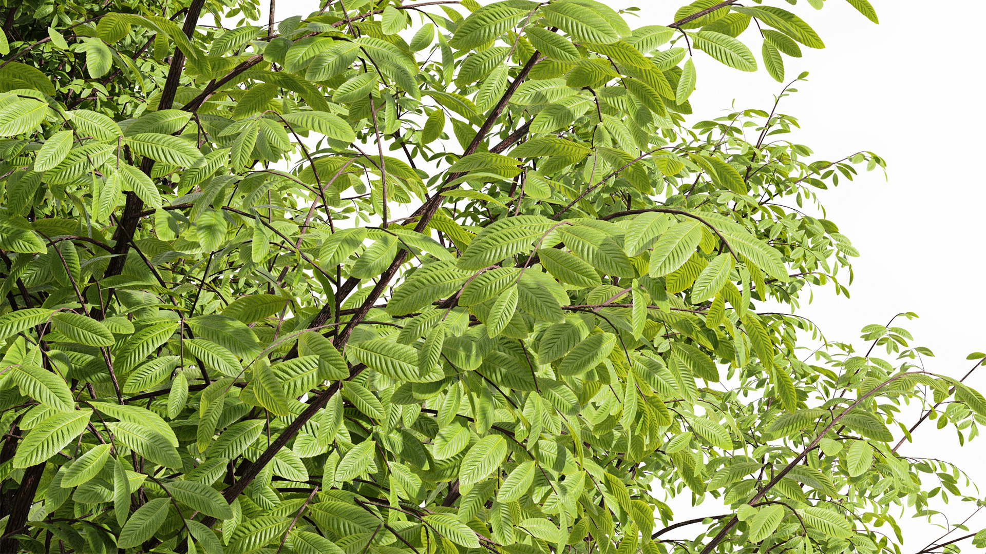 Real Tree Quercus Serrata Model - TurboSquid 2266356