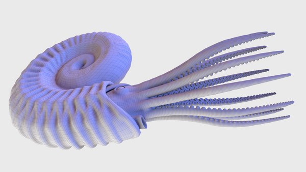 Ammonite shell tentacle 3D - TurboSquid 1605327