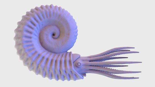 Ammonite shell tentacle 3D - TurboSquid 1605327