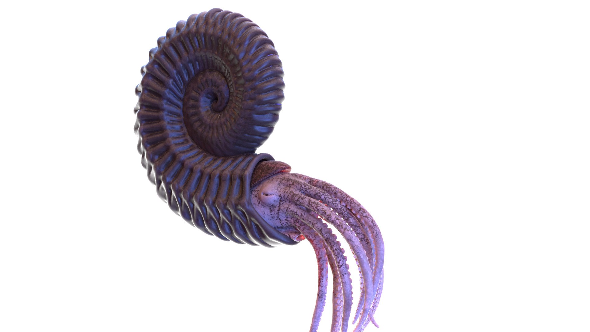 Ammonite Shell Tentacle 3D - TurboSquid 1605327