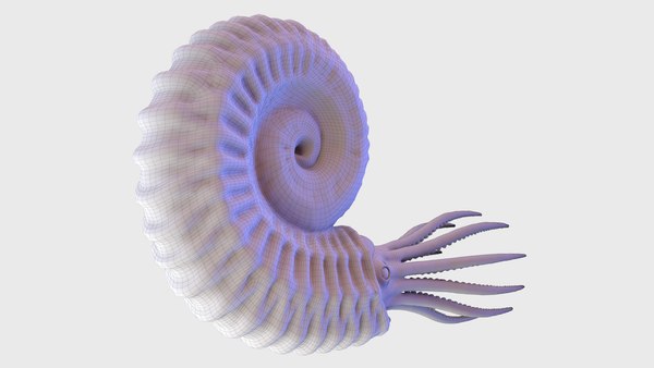 Ammonite shell tentacle 3D - TurboSquid 1605327