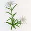 C4d Edelweiss Flower