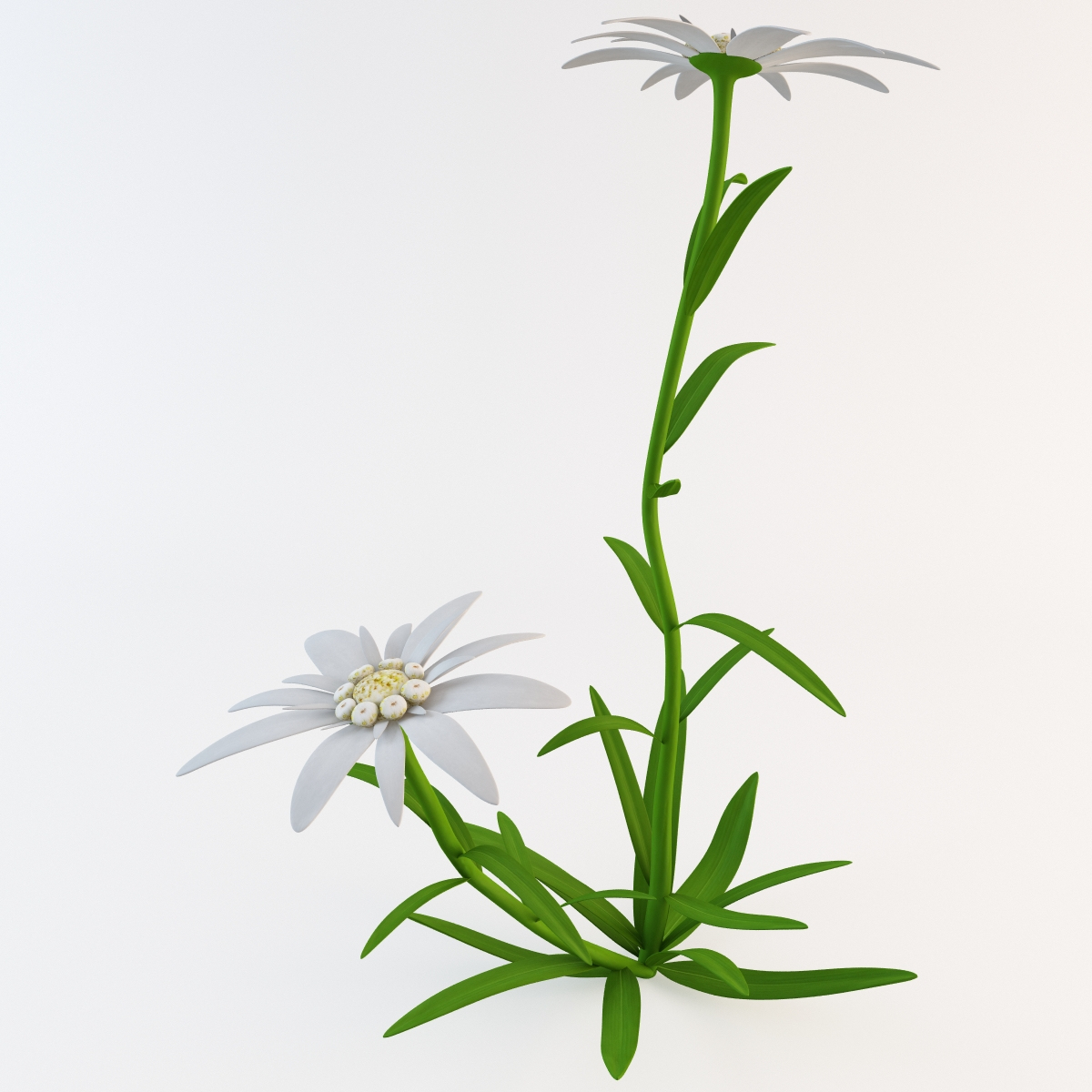 c4d edelweiss flower