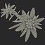 C4d Edelweiss Flower