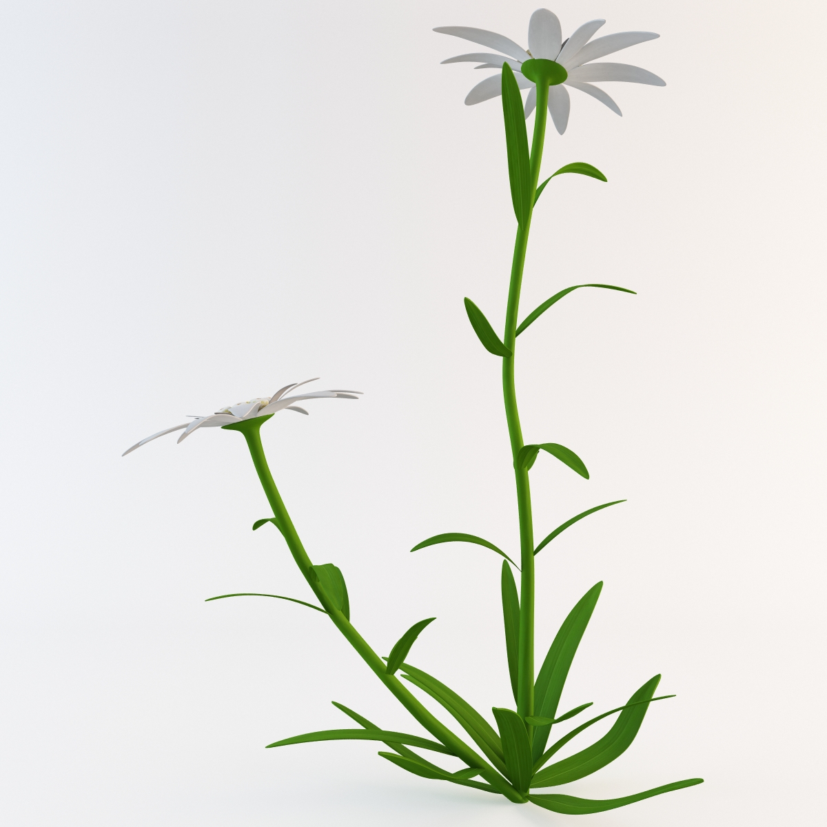c4d edelweiss flower
