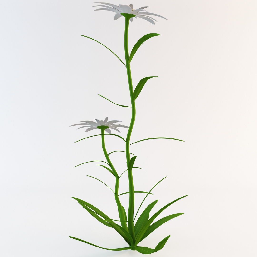 c4d edelweiss flower