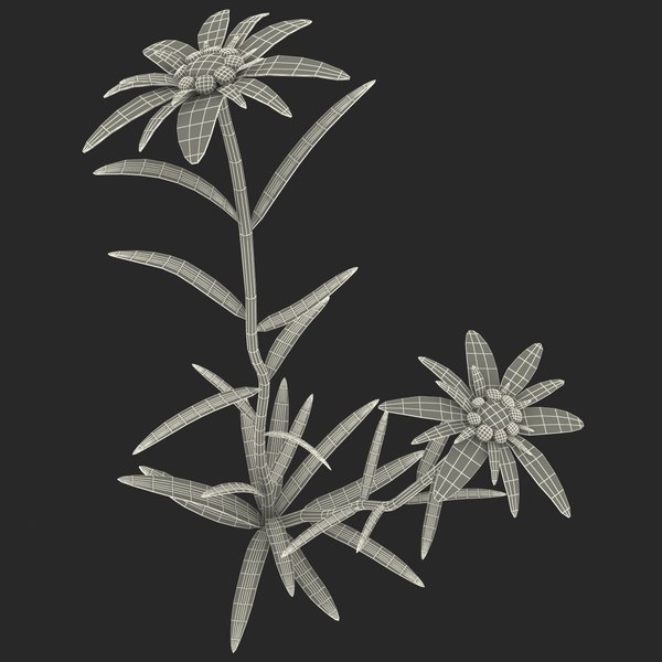 c4d edelweiss flower