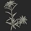 C4d Edelweiss Flower
