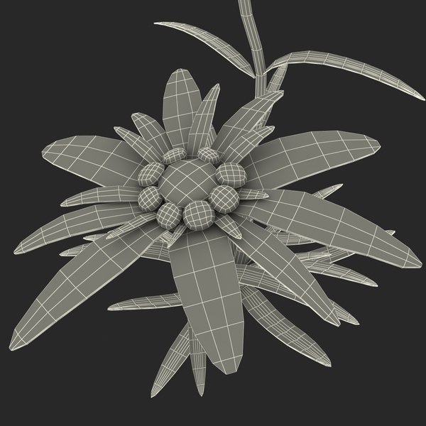 c4d edelweiss flower