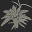 C4d Edelweiss Flower
