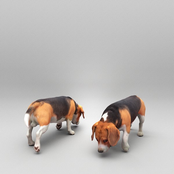 Beagle 3D Models for Download | TurboSquid