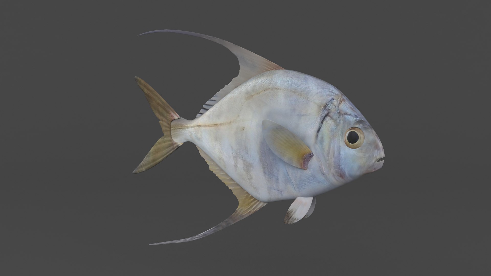 Threadfin Fish 3D - TurboSquid 2209133