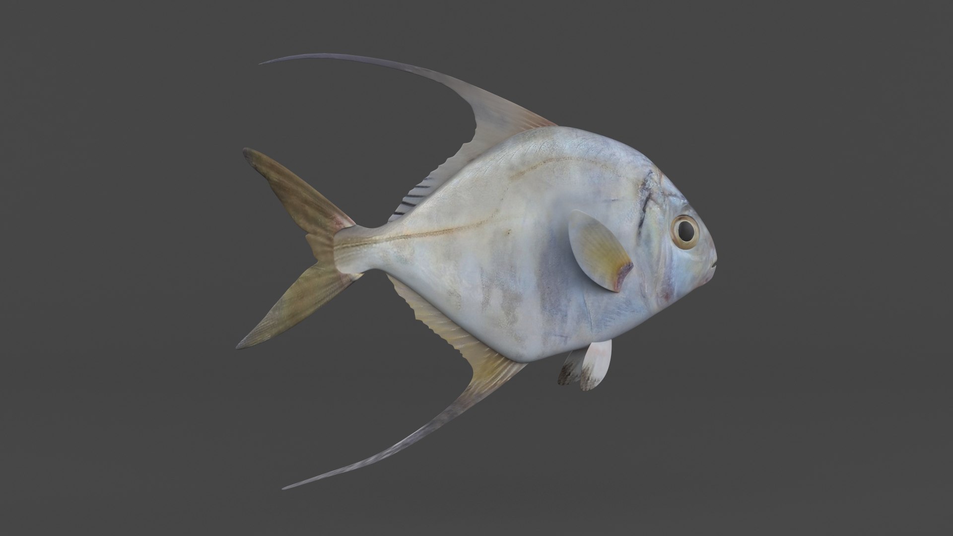 Threadfin Fish 3D - TurboSquid 2209133