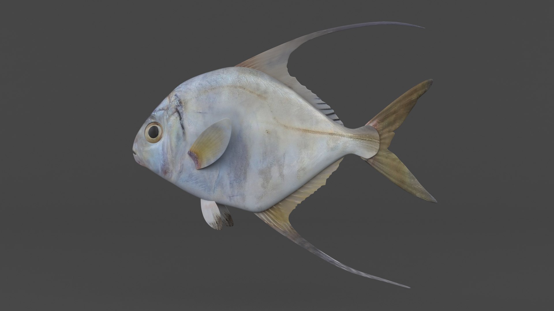 Threadfin Fish 3D - TurboSquid 2209133