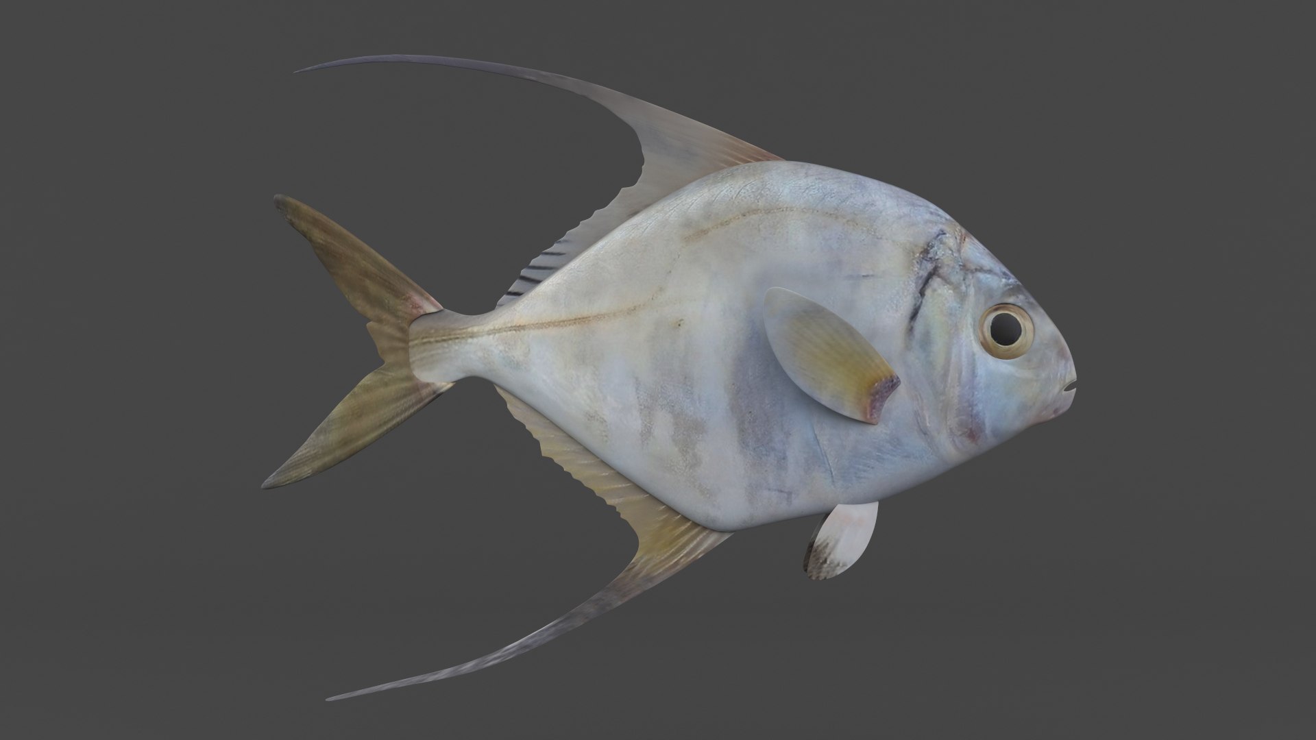 Threadfin Fish 3D - TurboSquid 2209133