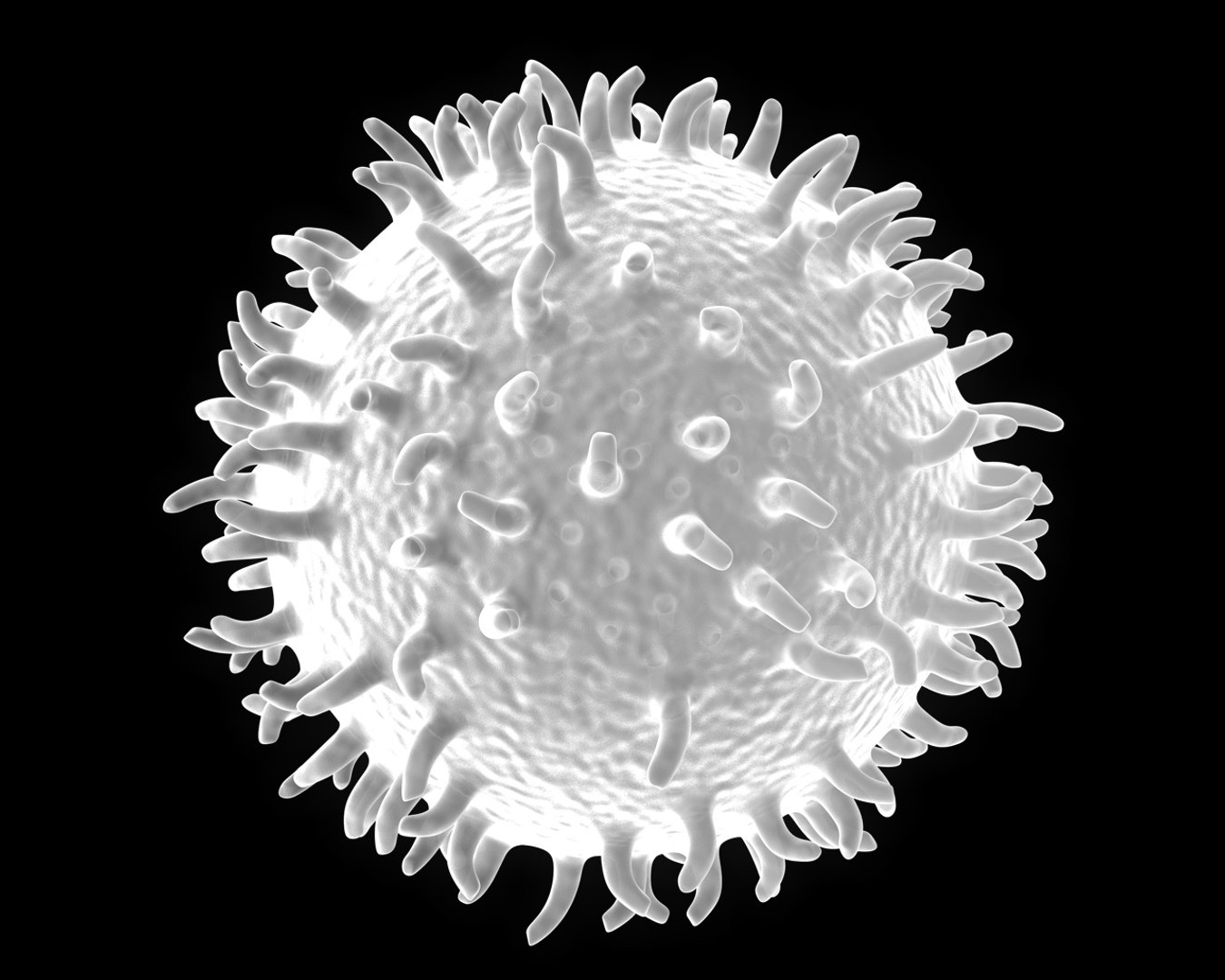 lymphocyte 3d model