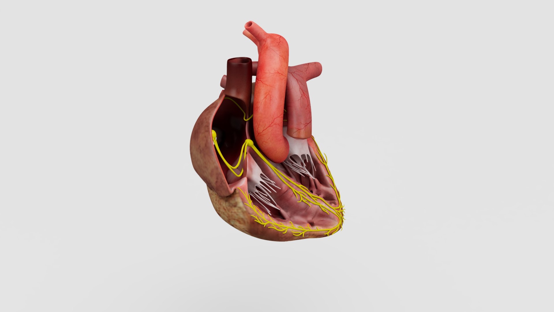 3D Human Heart-full And Half - TurboSquid 2011312