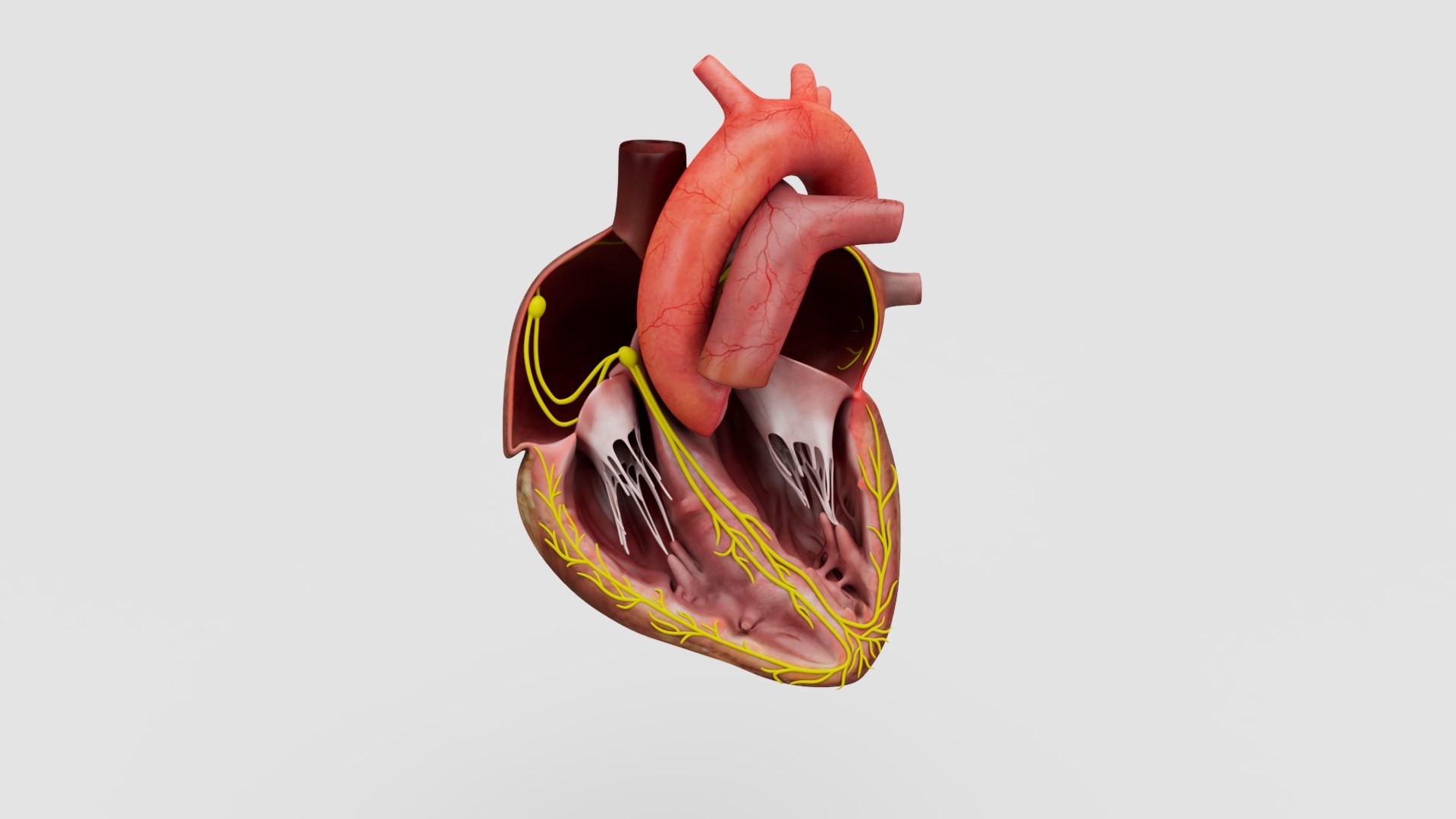 3D Human Heart-full And Half - TurboSquid 2011312