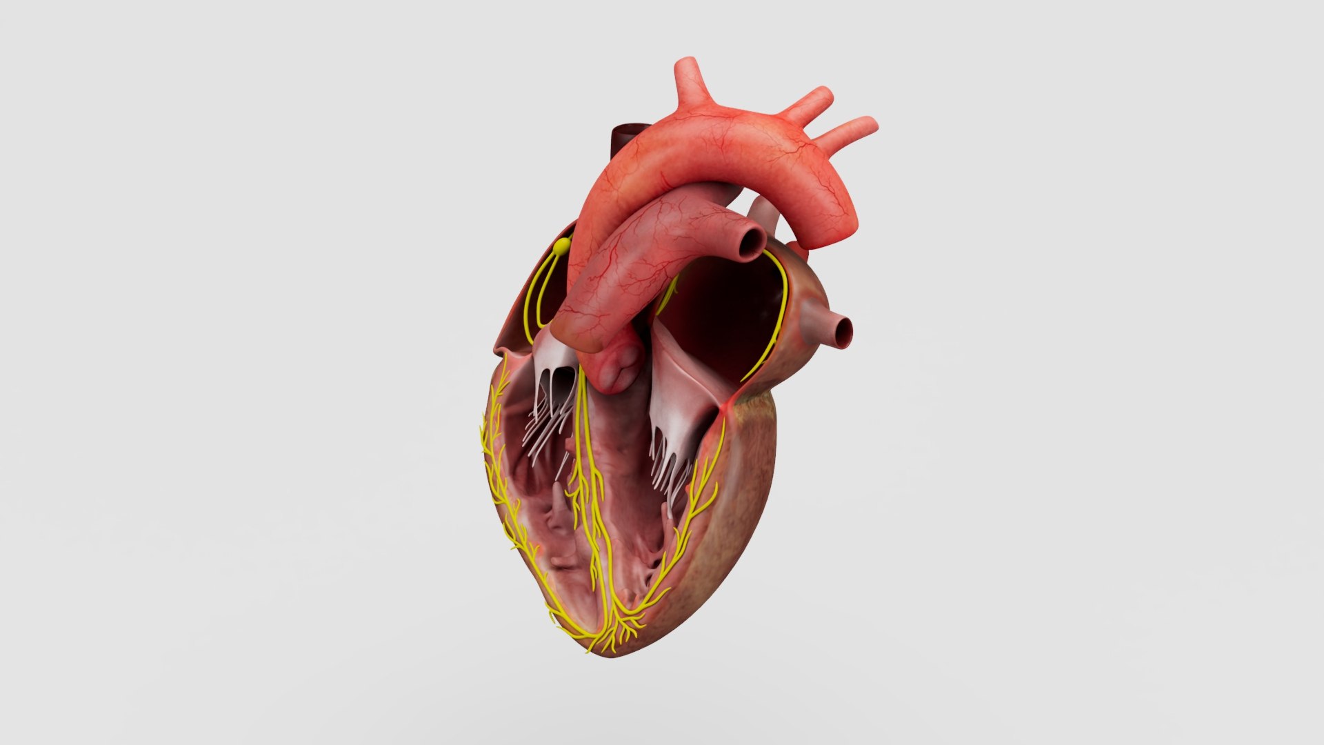3D Human Heart-full And Half - TurboSquid 2011312