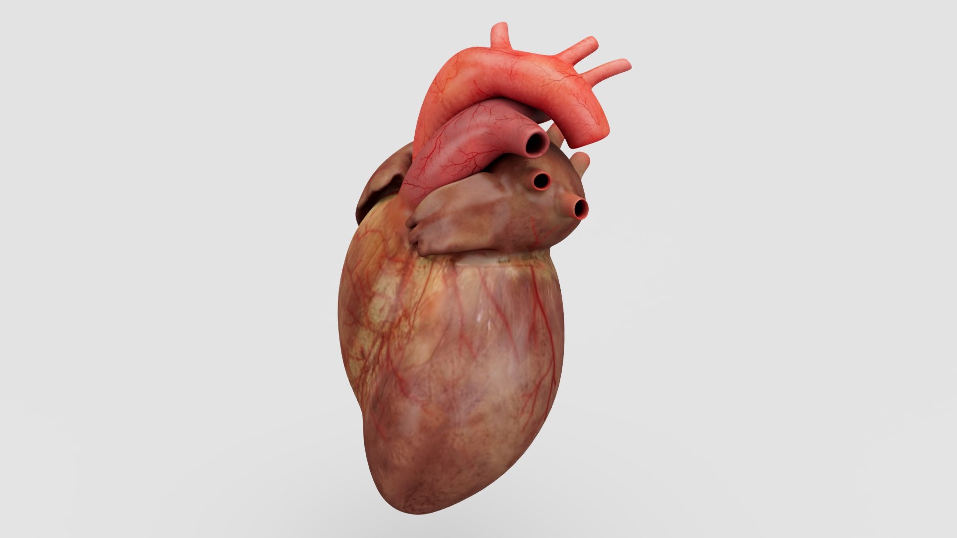 3D Human Heart-full And Half - TurboSquid 2011312