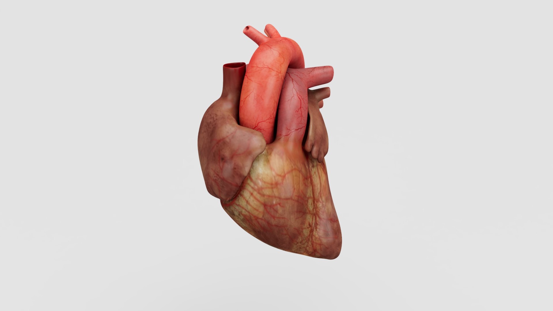 3D Human Heart-full And Half - TurboSquid 2011312
